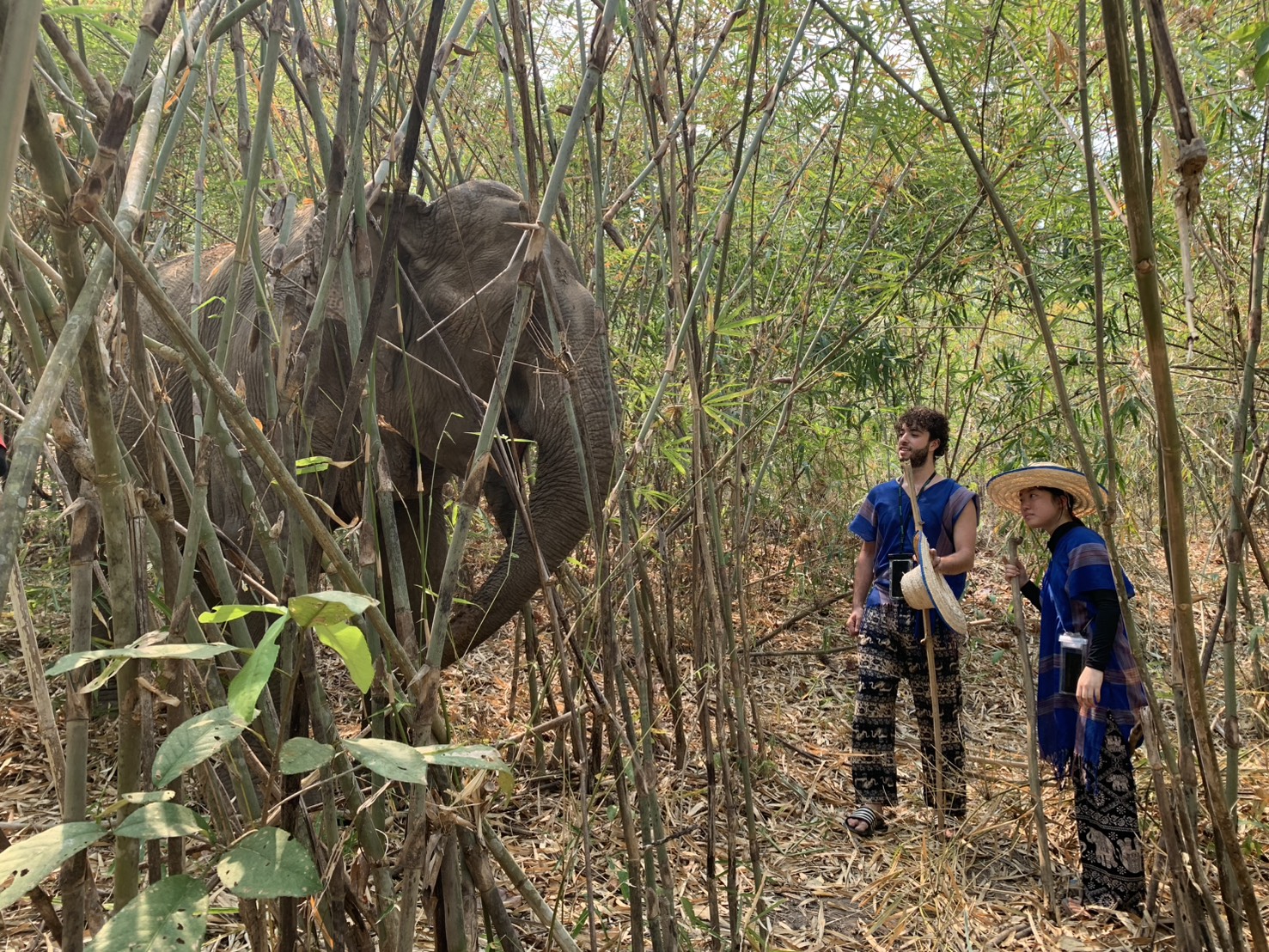 🌿 Chiang Mai Elephant Experience（タイ・チェンマイ象保護体験） - Python Academics Tokyo