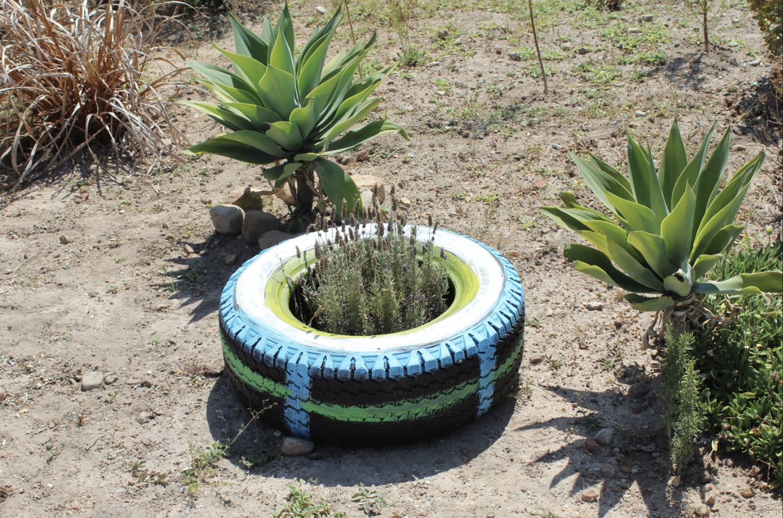 チーター保護プログラム - Python Academics Tokyo