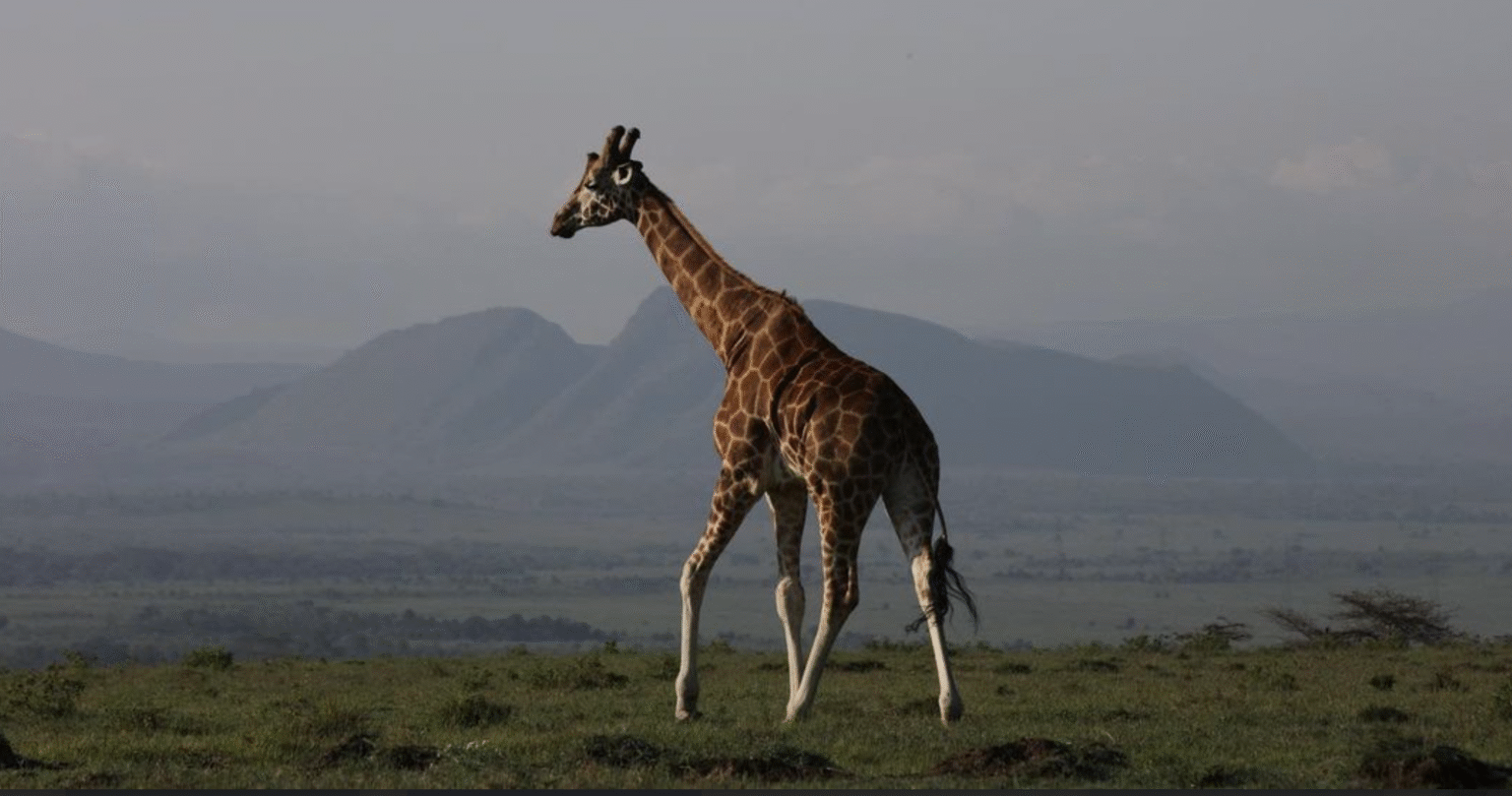 動物保護プログラム・高校生スペシャル - Python Academics Tokyo