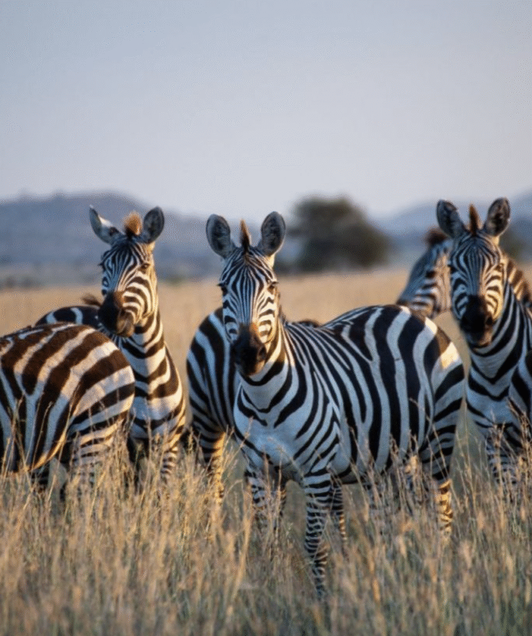 ケニアロードトリップ - Python Academics Tokyo